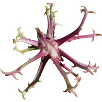 The Best Supplements For Arthritis - Natural Cures For Joint Pain ...