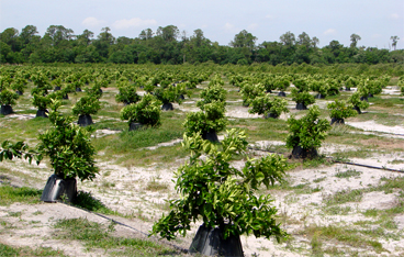 Tree T Pee Now in 2025 - After Shark Tank Update - Gazette Review