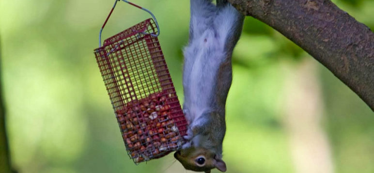 Squirrel Boss 2025 Update - What Happened After Shark Tank - Gazette Review