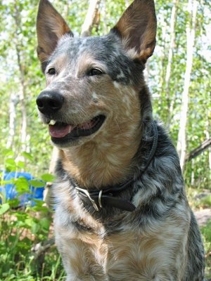 Top 10 Smartest Dogs & Breeds - Gazette Review