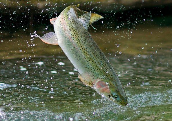 Denmark: 80,000 Rainbow Trout Escape Into The Sea - Gazette Review