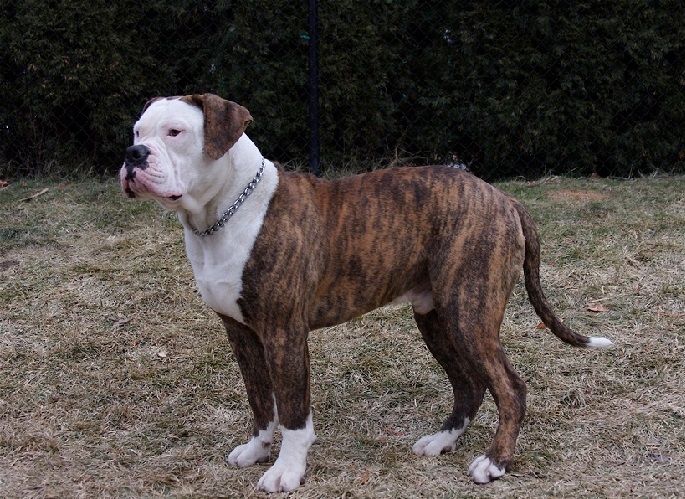 Top 10 Strongest Dog Breeds in the World - Gazette Review