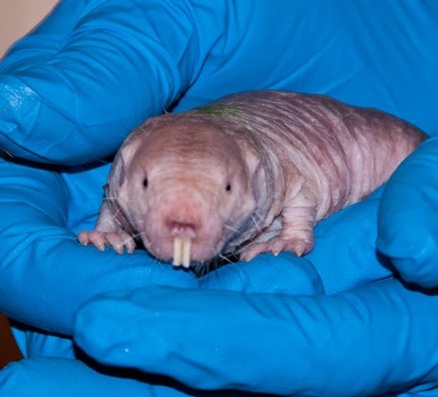 Top 10 Strangest Animals You Never Knew Existed - Gazette Review