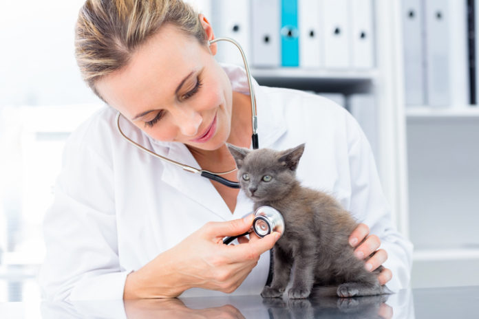 Average Veterinarian Salary 2018 - Income, Hourly Wages & Career ...