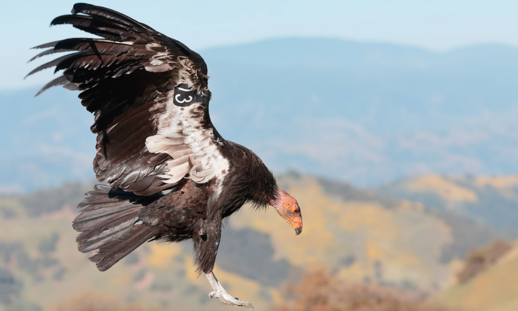 California Condors Returns to Northern California Redwoods - Gazette Review