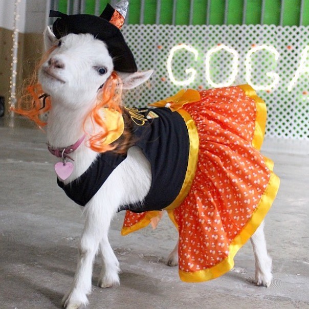 Goga Goat Yoga After Shark Tank - 2025 Update - Gazette Review