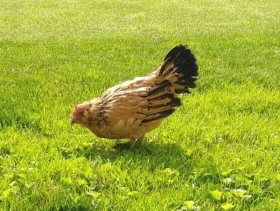 21-Year-Old Peanut is the World's Oldest Living Chicken - Gazette Review