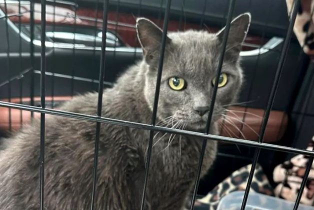 Cat Returns Home After Going Missing For 5 Years - Gazette Review