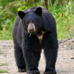 Six People Infected with Roundworm Disease After Eating Black Bear ...