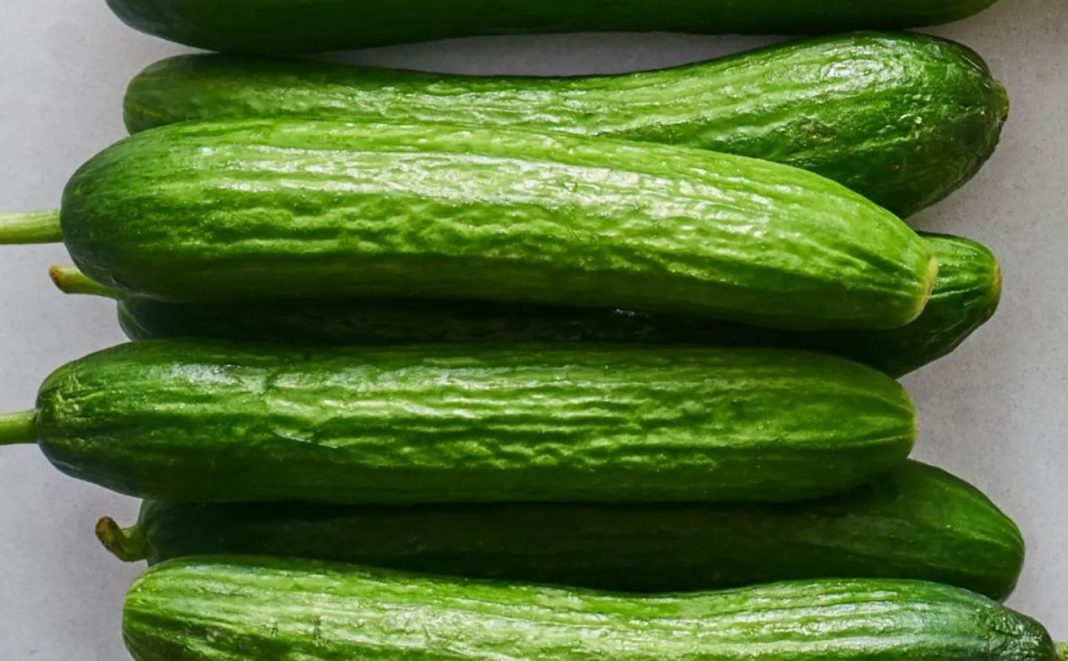Cucumbers Recalled in 14 States Due to Salmonella Risk - Gazette Review