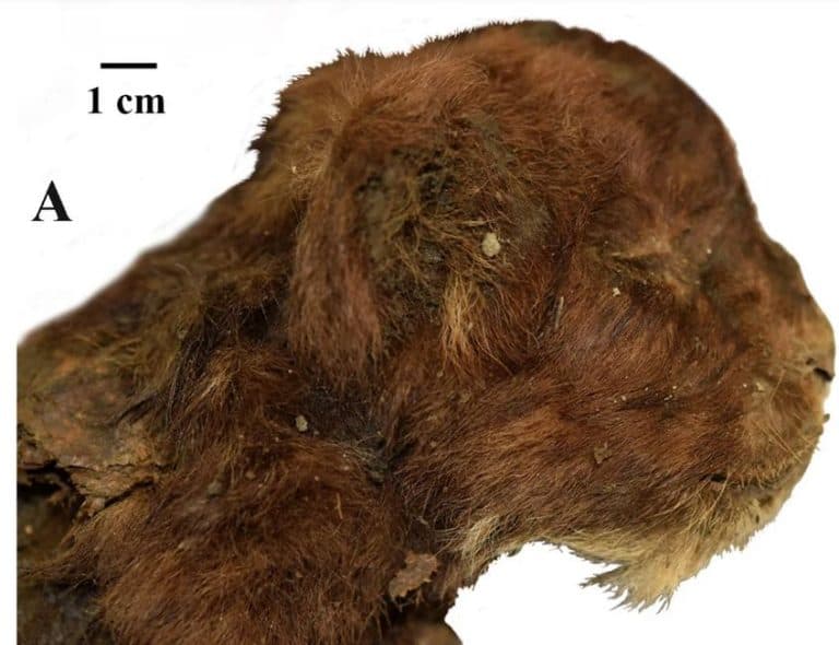 World's First Saber-Tooth Cat Mummy Found in Siberia - Gazette Review