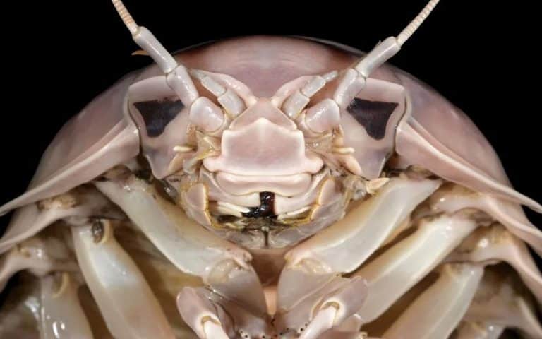 Giant Sea Bug Found Off the Coast of Vietnam - Gazette Review