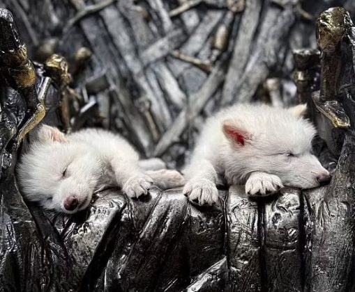 Scientists Re-create Dire Wolf That Went Extinct 12,000 Years Ago ...