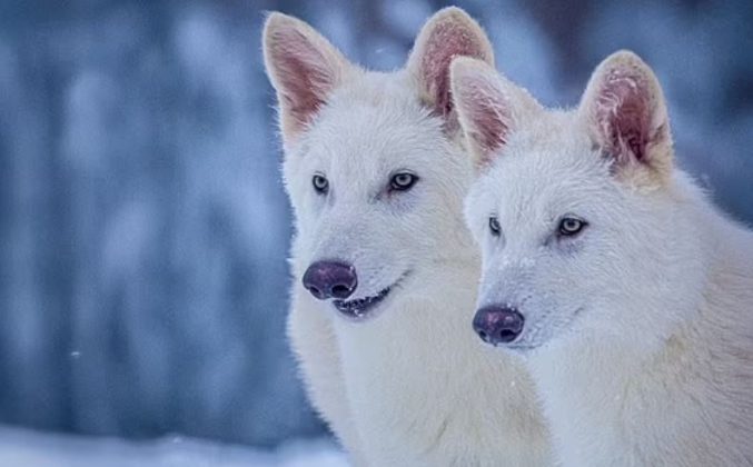 Scientists Re-create Dire Wolf That Went Extinct 12,000 Years Ago ...