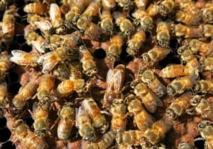 Scientists Discover Culprit Behind Massive Honeybee Decline In the U.S ...