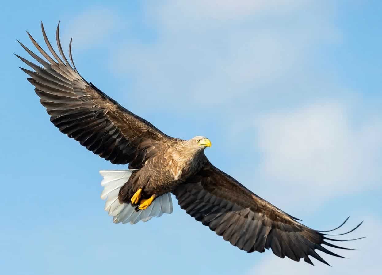 White-Tailed Eagles Make a Comeback in Scotland After Reintroduction ...
