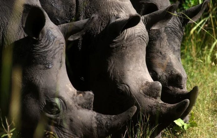 Rhinos in Uganda Bounces Back From Extinction - Gazette Review