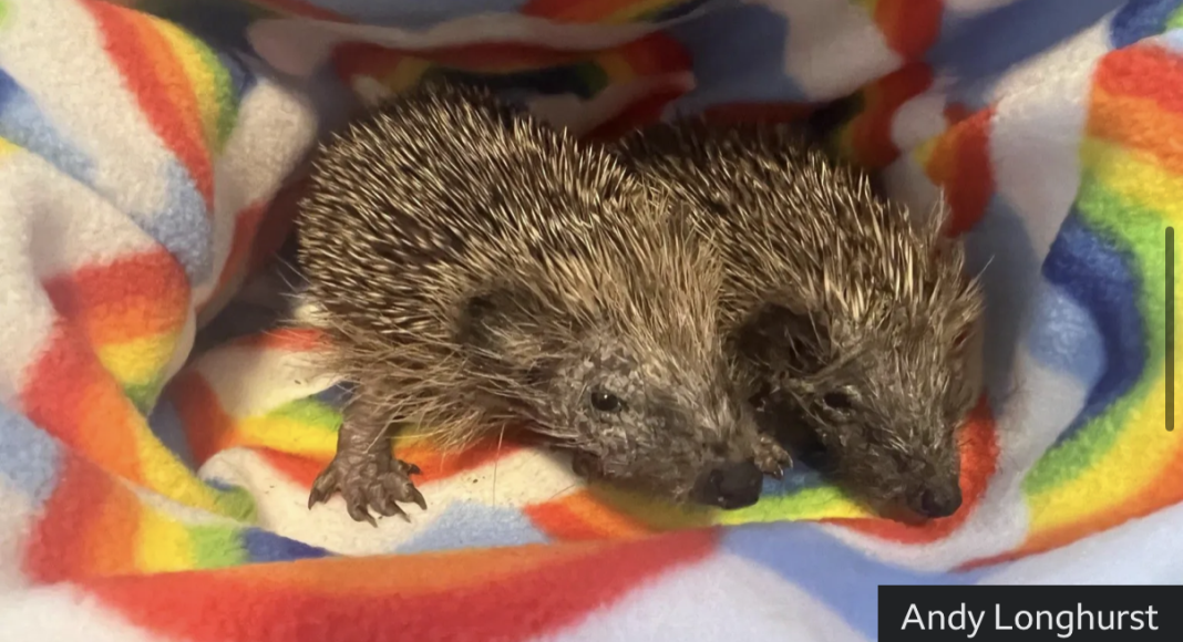 Couple Turns Their Home Into “Hedgehog Hospital” - Gazette Review