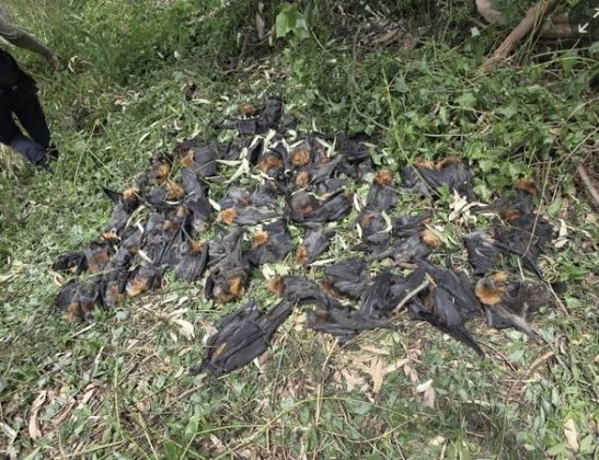Thousands of Flying Foxes Have Died in Australia's Heatwave - Gazette ...